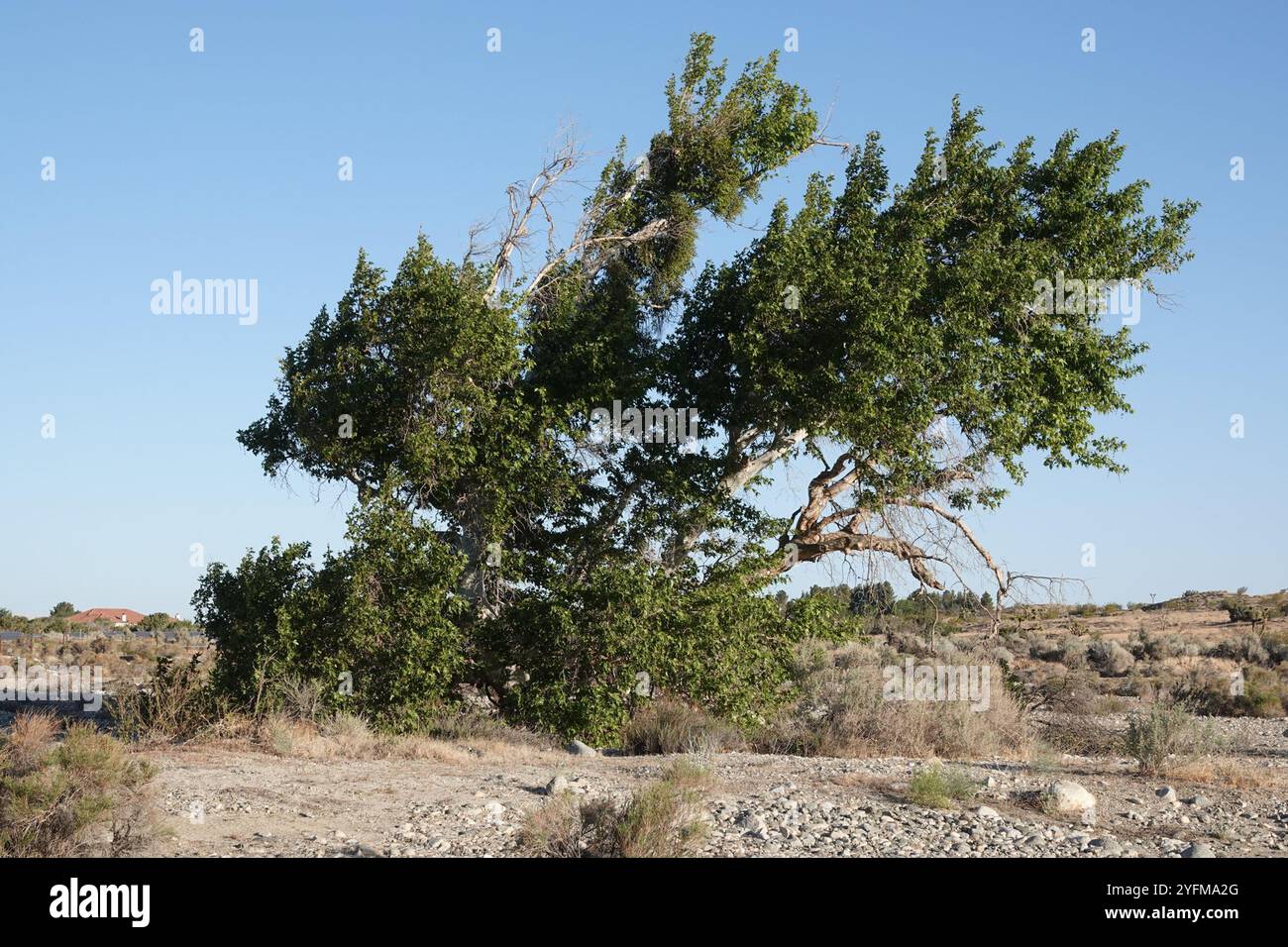 western sycamore (Platanus racemosa Stock Photo - Alamy