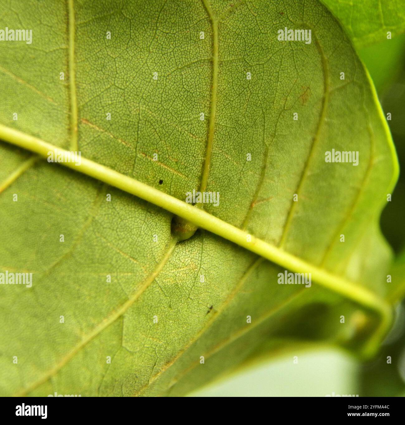 Winged and Once-winged Insects (Pterygota Stock Photo - Alamy