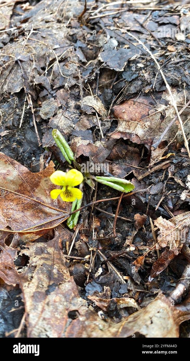 Round-leaved Violet (Viola rotundifolia Stock Photo - Alamy