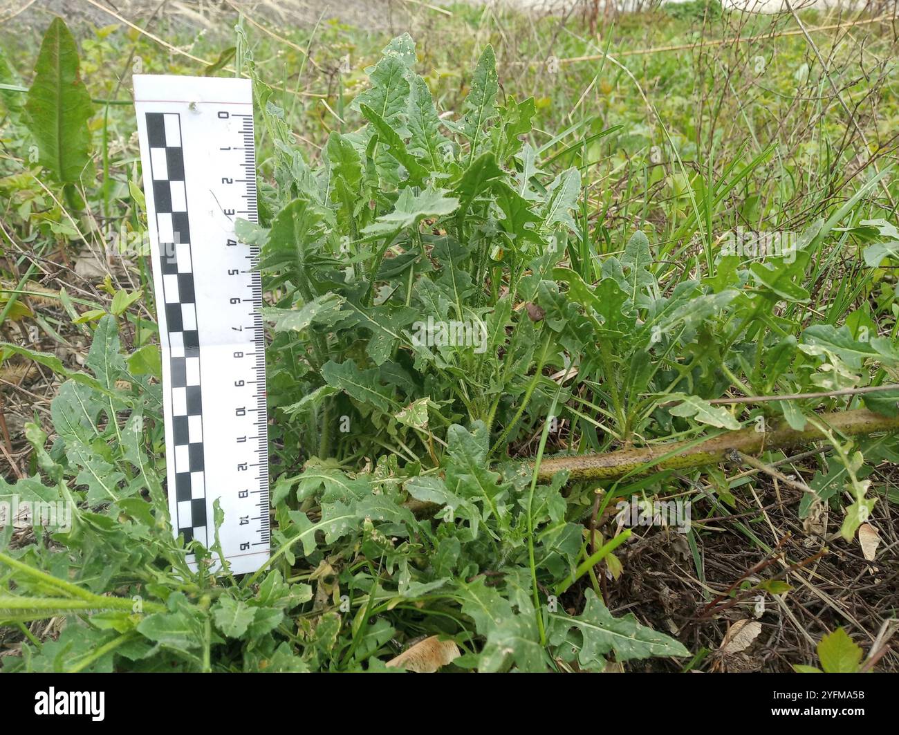 False London-rocket (Sisymbrium loeselii Stock Photo - Alamy