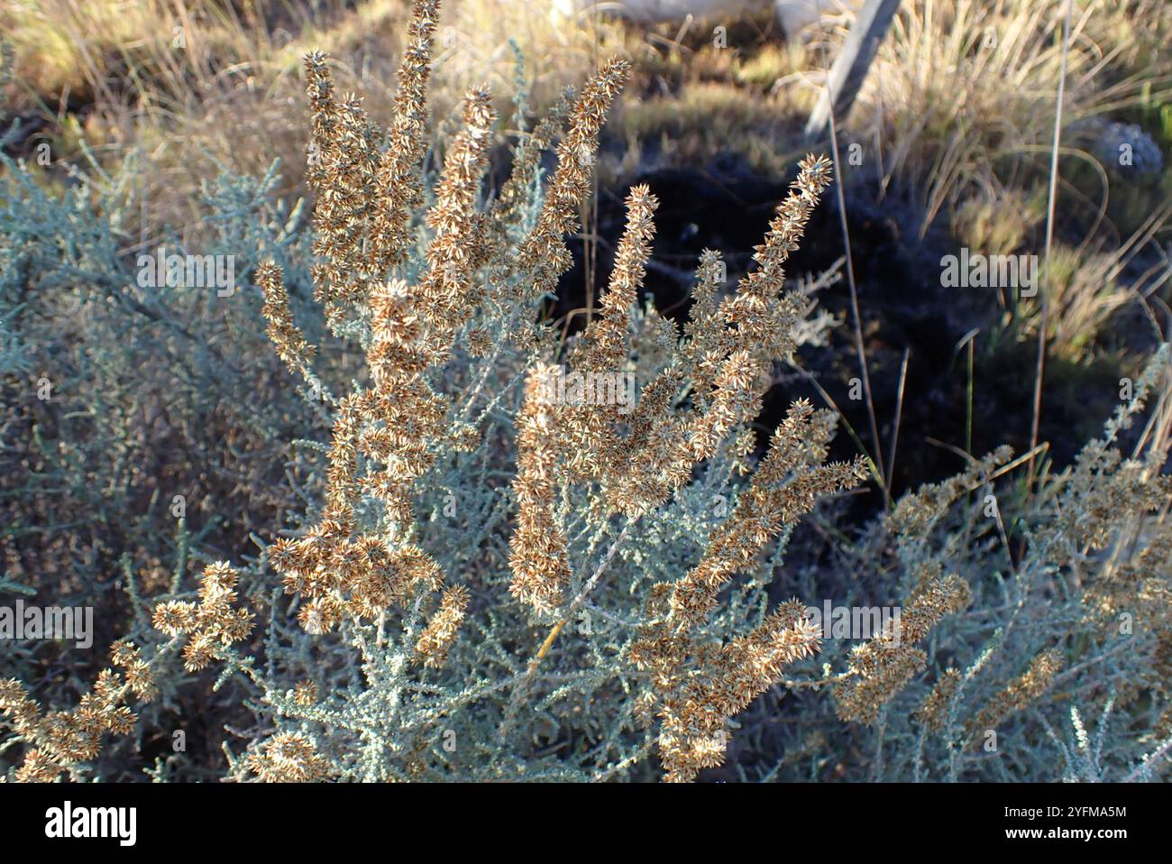 Bankrupt Bush (Seriphium plumosum Stock Photo - Alamy