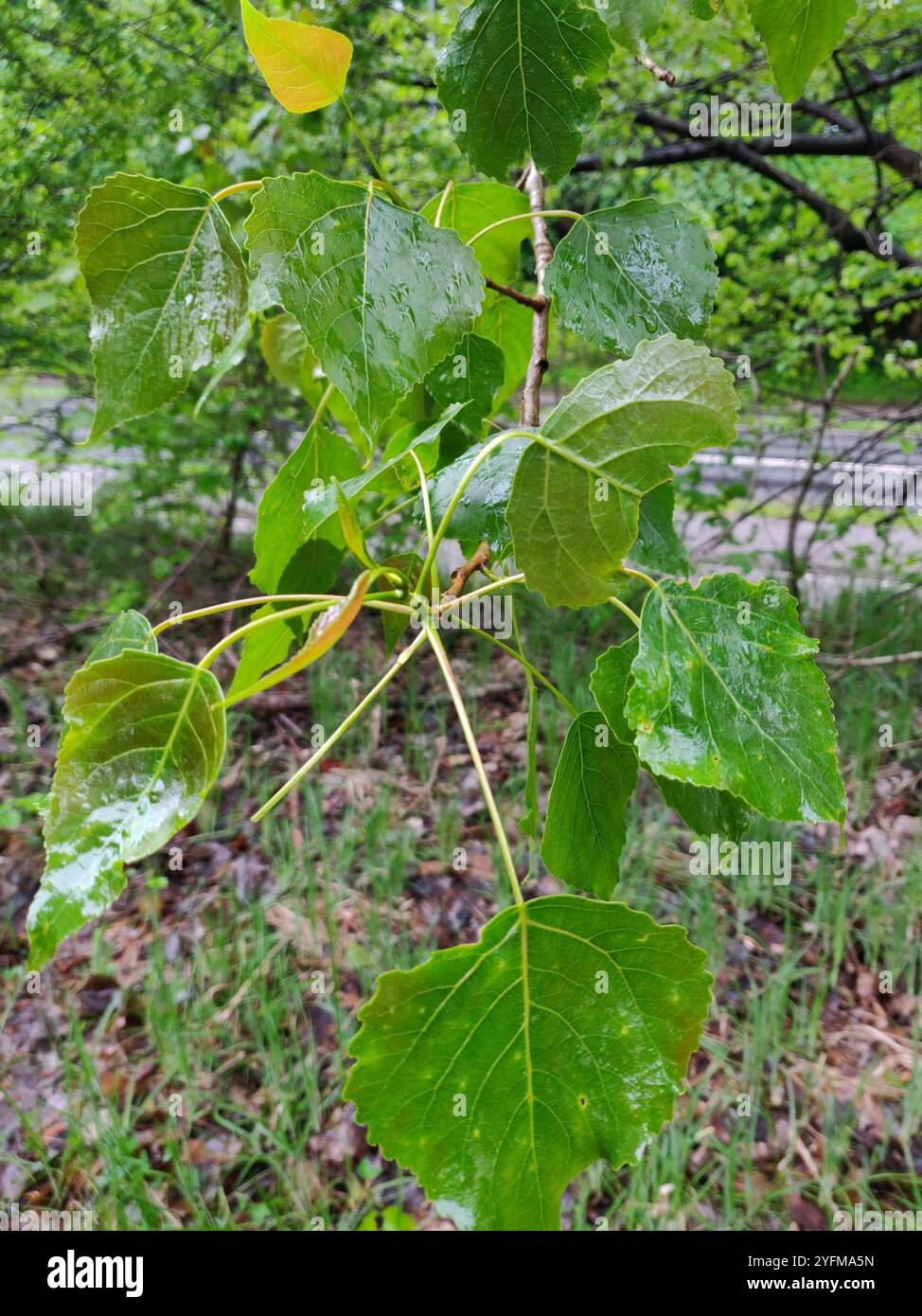 European aspen (Populus tremula Stock Photo - Alamy