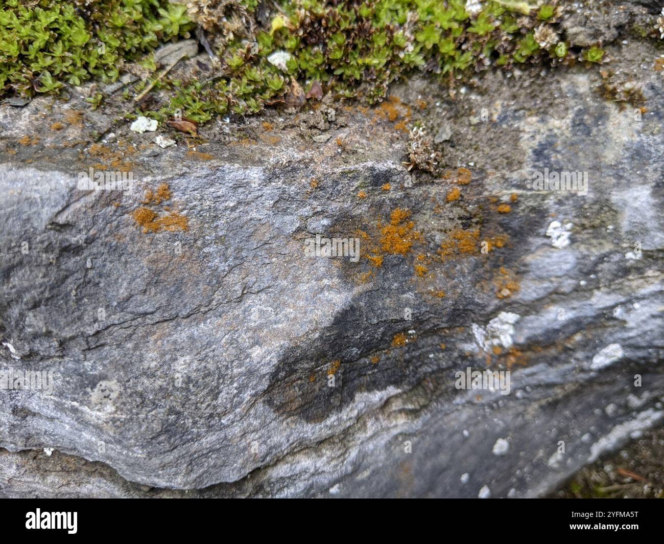 Polycauliona hi-res stock photography and images - Alamy