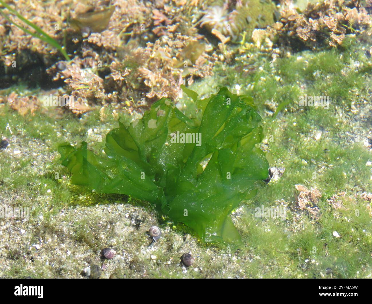 Broadleaf Sea Lettuce (Ulva lactuca Stock Photo - Alamy