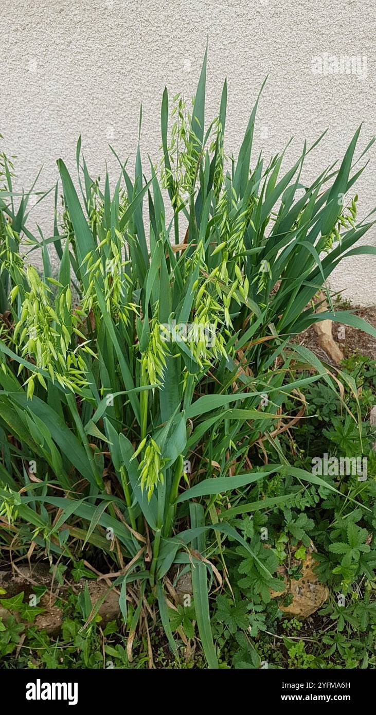 Common Oat (Avena sativa Stock Photo - Alamy