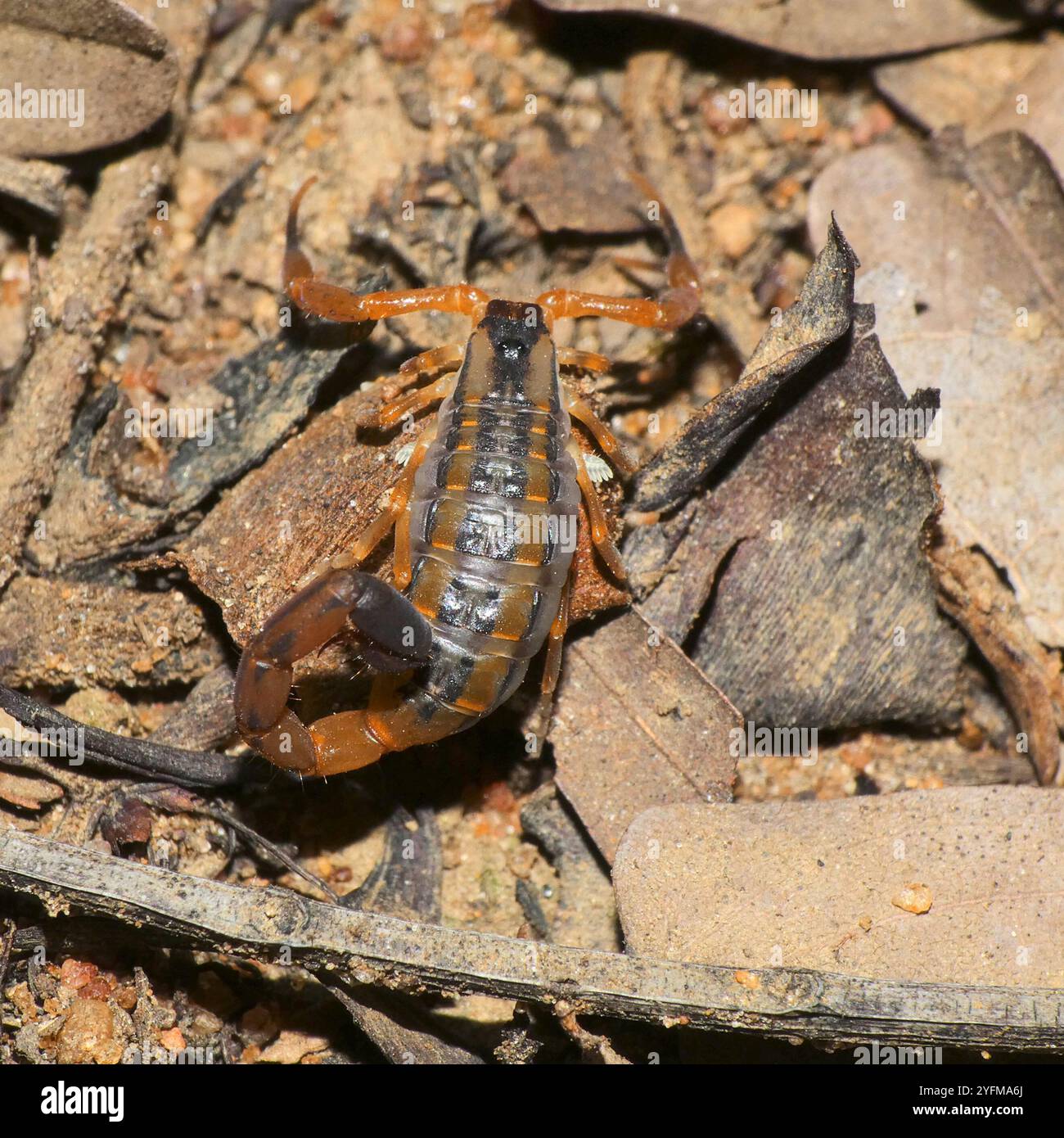 Tree Scorpions (Uroplectes Stock Photo - Alamy