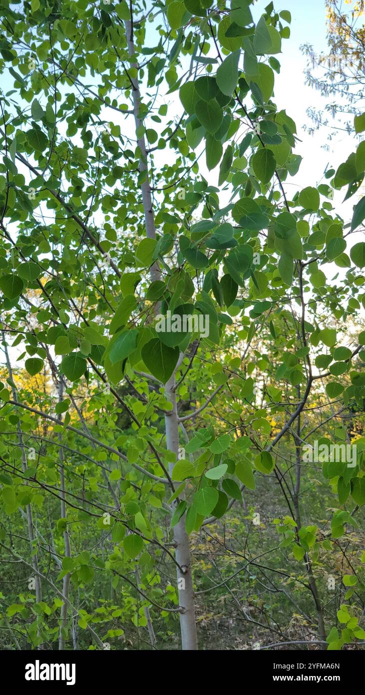 trembling aspen (Populus tremuloides Stock Photo - Alamy