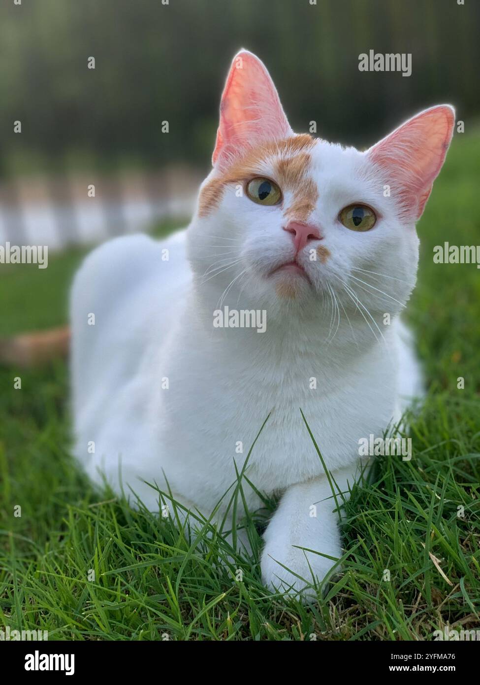Calico cat sitting outside in grass Stock Photo - Alamy