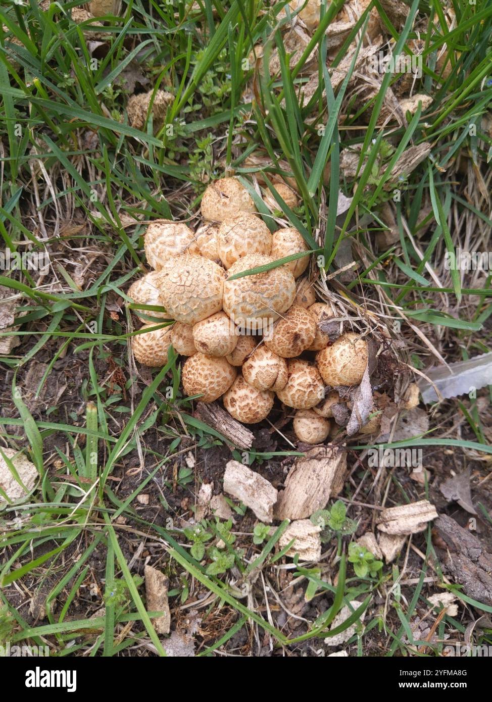scaly ink cap (Coprinopsis variegata Stock Photo - Alamy