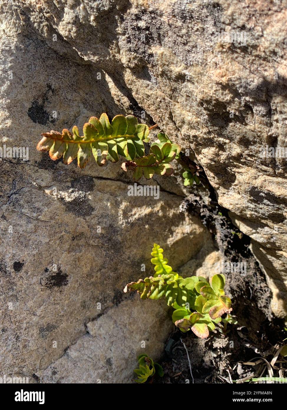 western polypody (Polypodium hesperium Stock Photo - Alamy