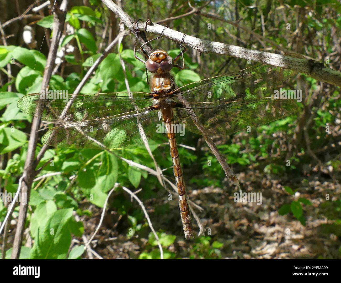 Stream Cruiser (Didymops transversa Stock Photo - Alamy