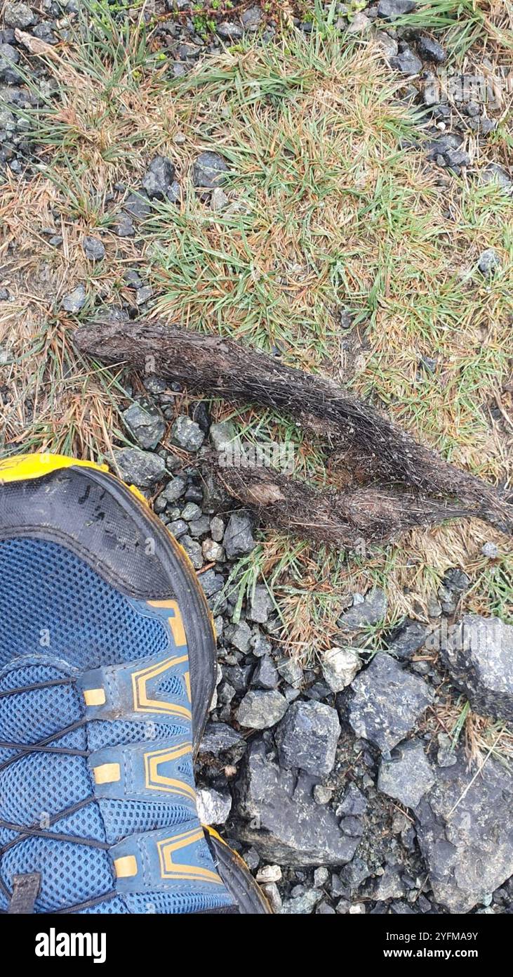 Italian Wolf (Canis lupus italicus Stock Photo - Alamy