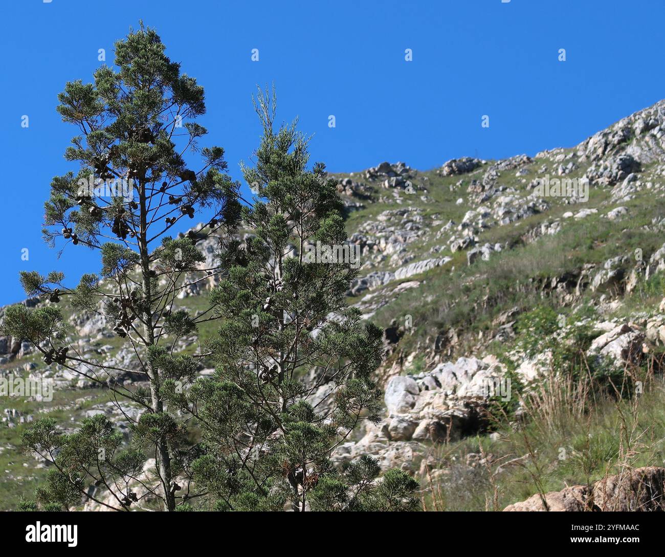 Widdringtonia hi-res stock photography and images - Alamy