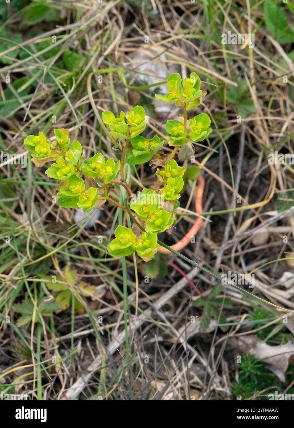 Sun spurge (Euphorbia helioscopia Stock Photo - Alamy
