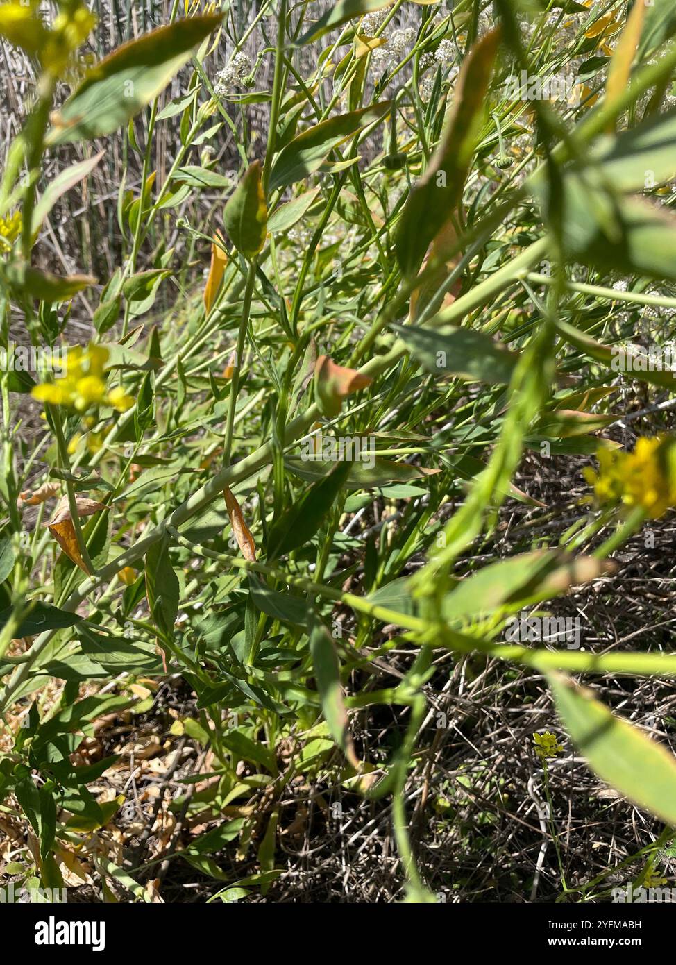 broadleaved pepperweed (Lepidium latifolium Stock Photo - Alamy