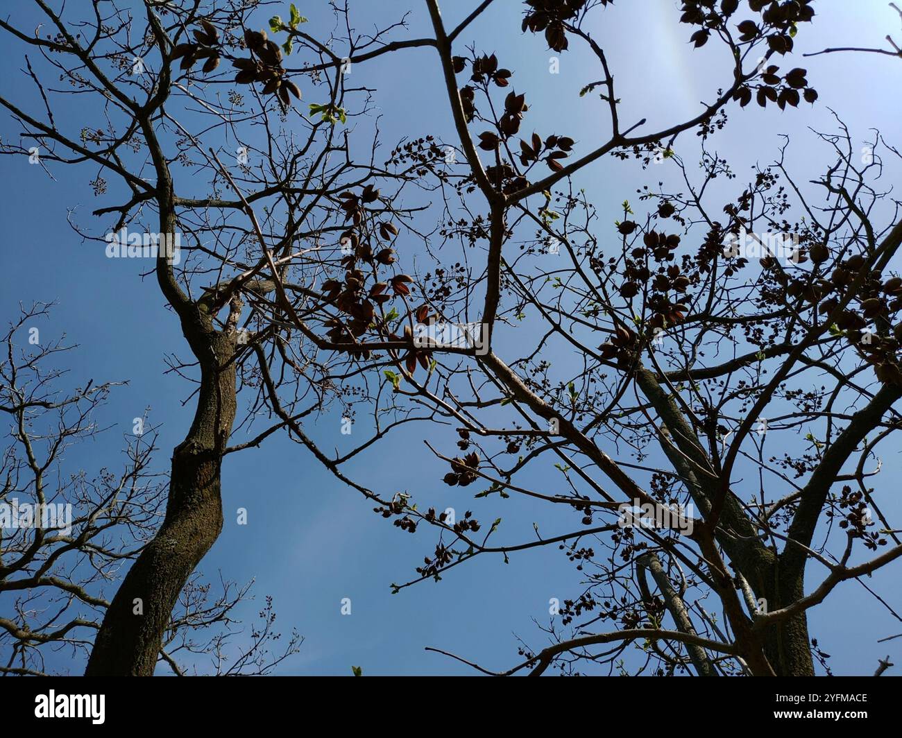 princess tree (Paulownia tomentosa Stock Photo - Alamy