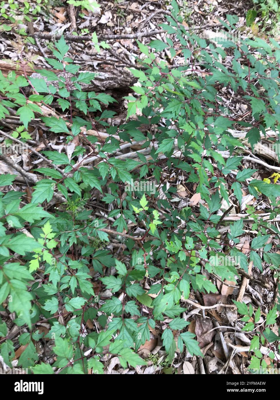 peppervine (Nekemias arborea Stock Photo - Alamy