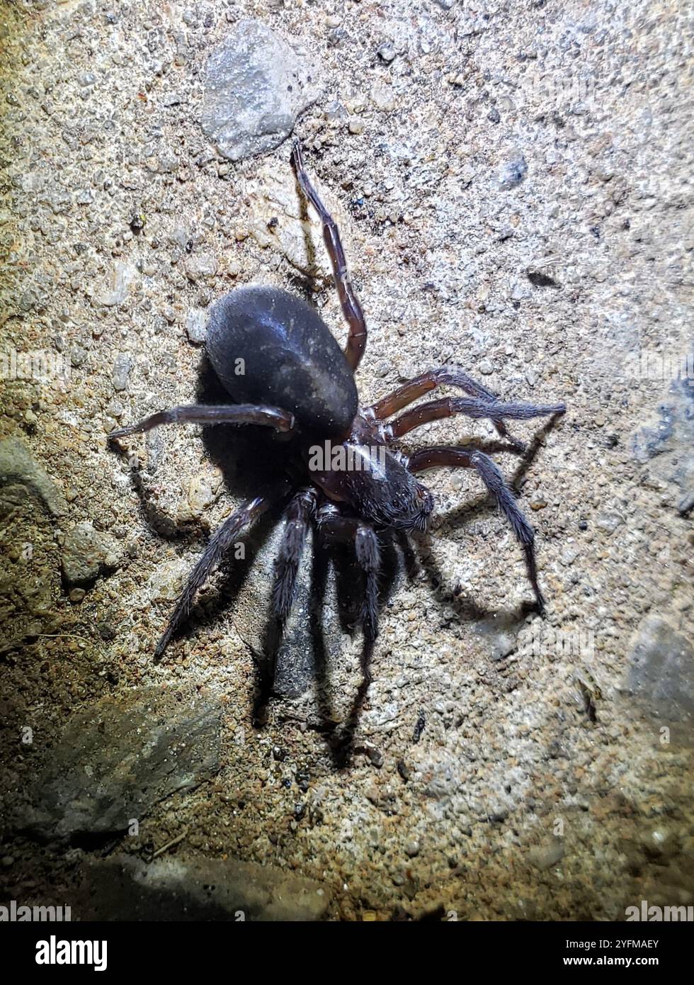 Black Laceweaver (Amaurobius ferox Stock Photo - Alamy