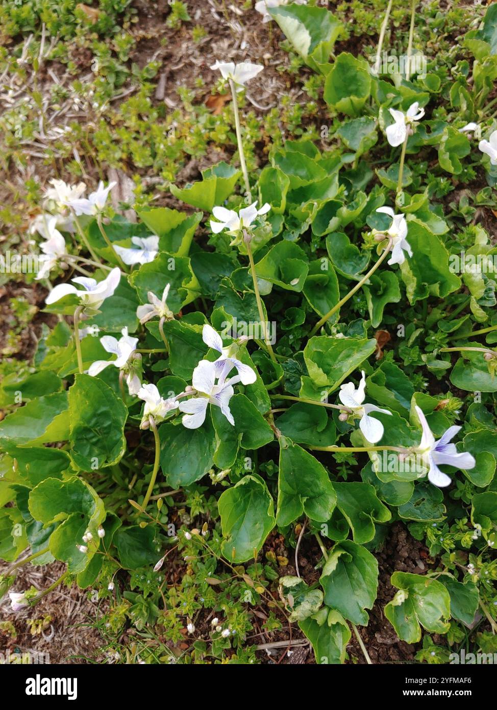 northern white violet (Viola minuscula Stock Photo - Alamy