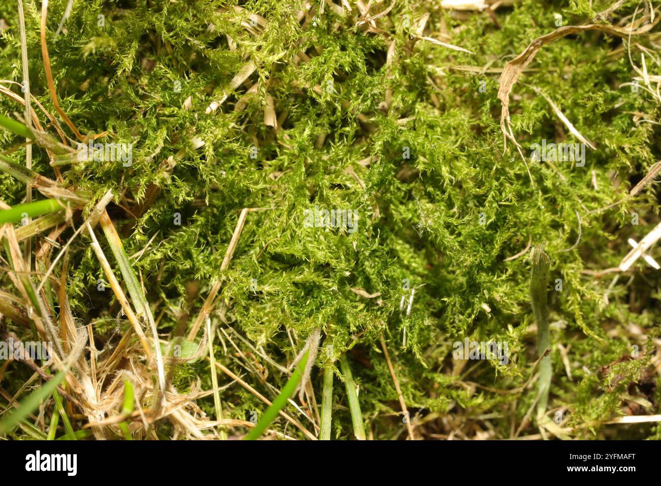 Common Feather-moss (Kindbergia praelonga Stock Photo - Alamy