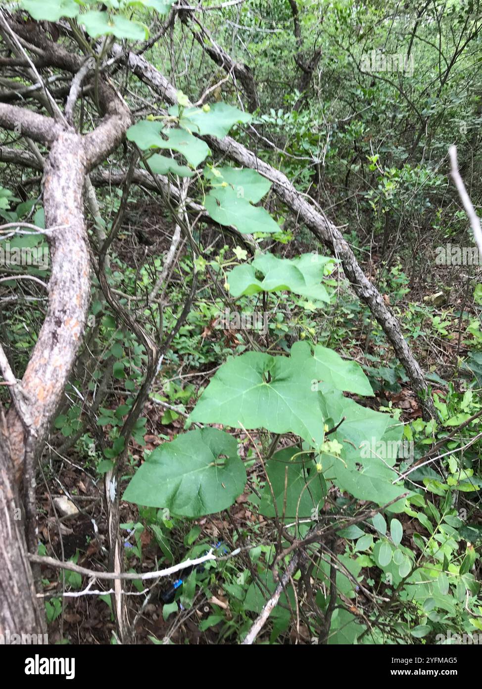 Matelea reticulata hi-res stock photography and images - Alamy
