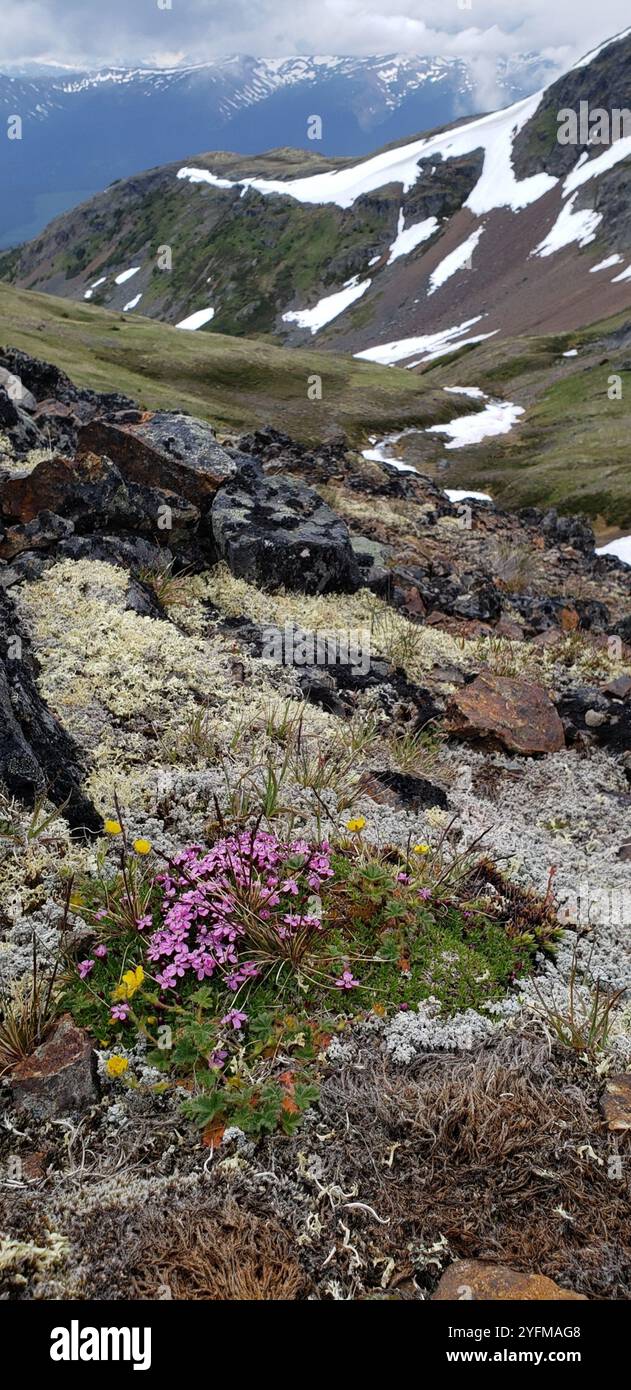Moss Campion (Silene acaulis Stock Photo - Alamy