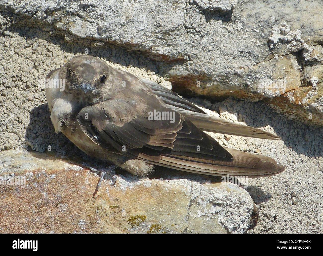 Eurasian Crag-Martin (Ptyonoprogne rupestris Stock Photo - Alamy