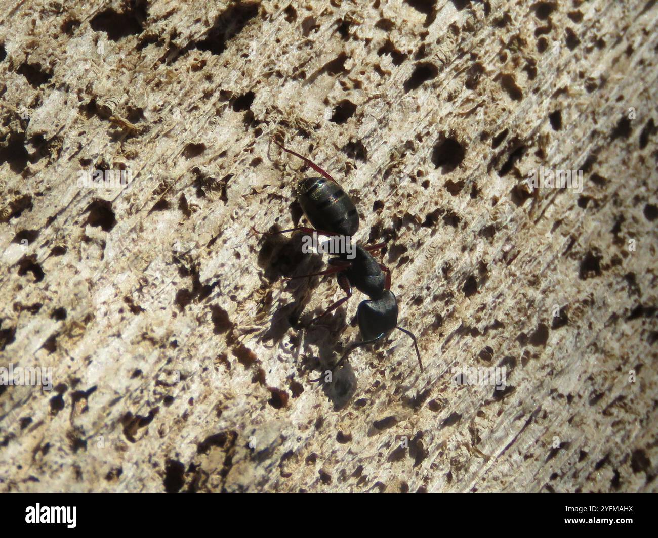 Western Black Carpenter Ant (Camponotus modoc Stock Photo - Alamy