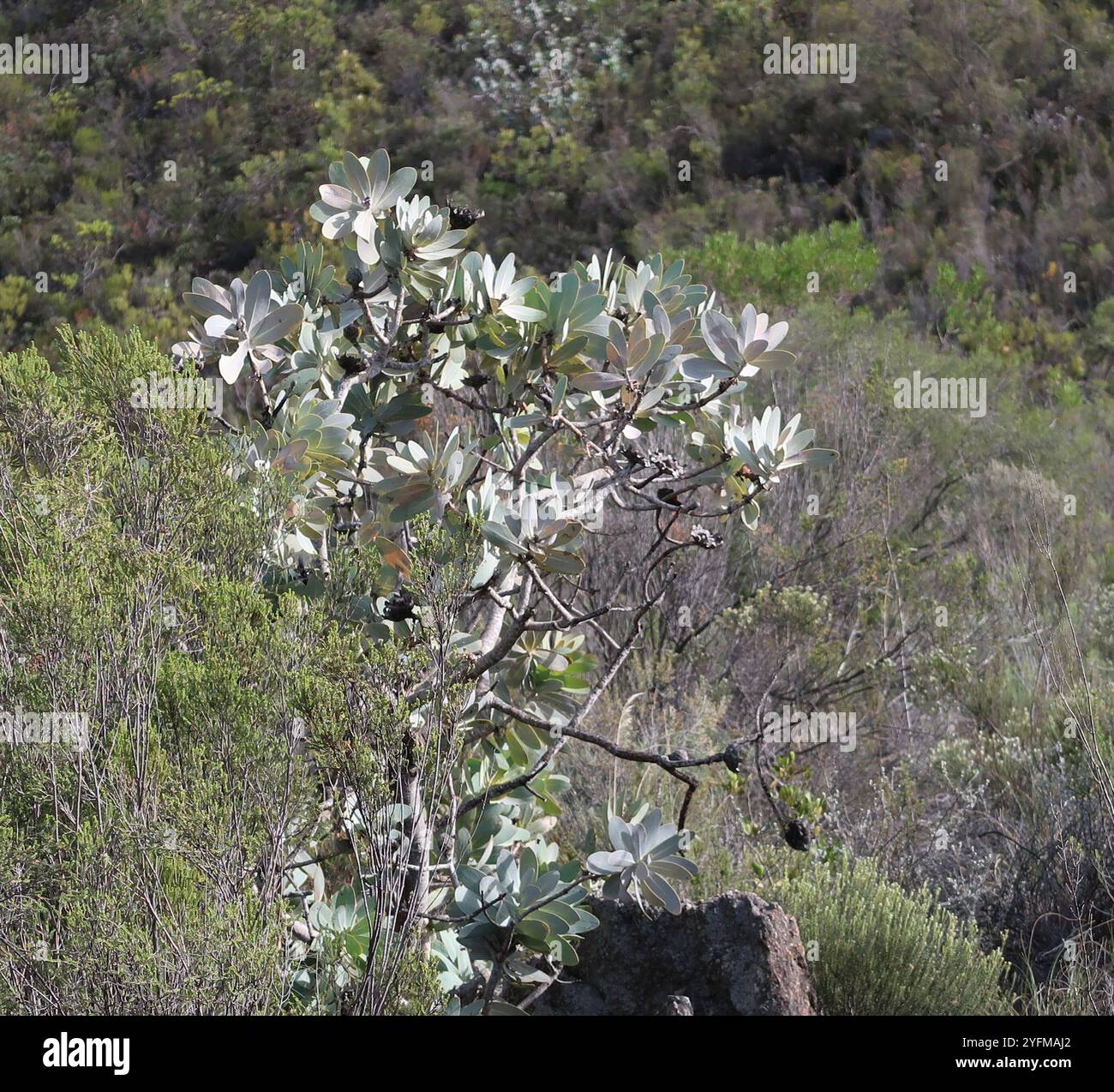 Wagon Tree (Protea nitida Stock Photo - Alamy