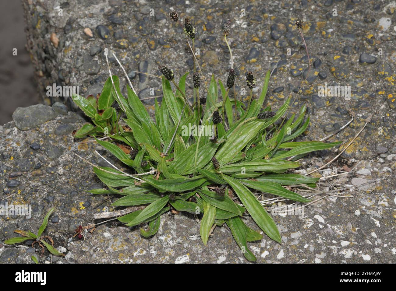 ribwort plantain (Plantago lanceolata Stock Photo - Alamy