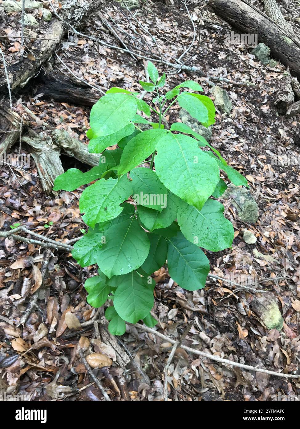 common hoptree (Ptelea trifoliata Stock Photo - Alamy