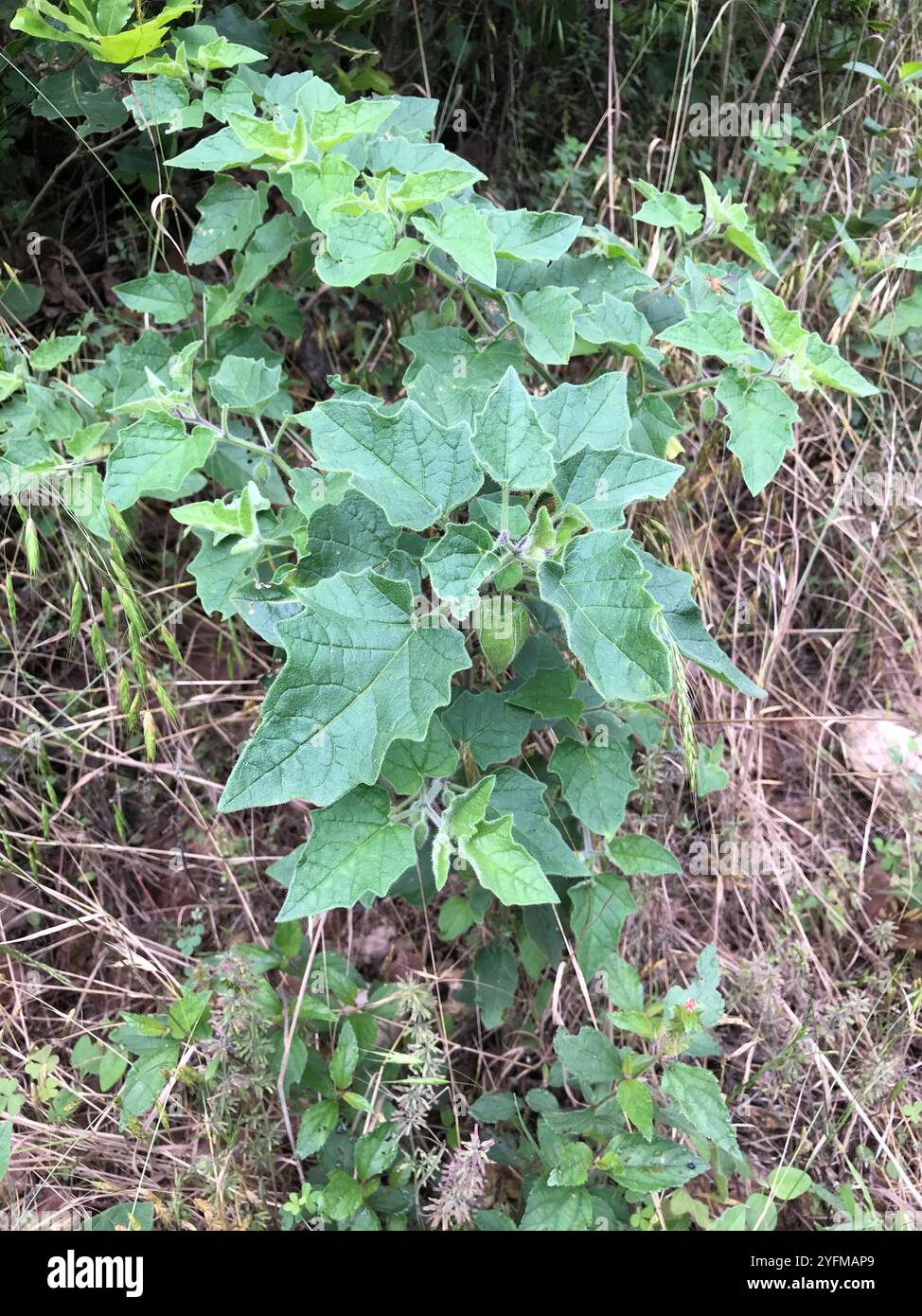 Physalis heterophylla hi-res stock photography and images - Alamy