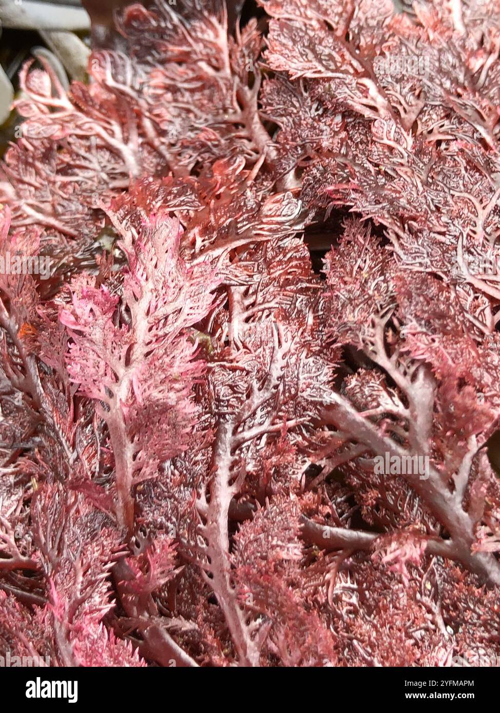 Sea Comb (Plocamium cartilagineum Stock Photo - Alamy