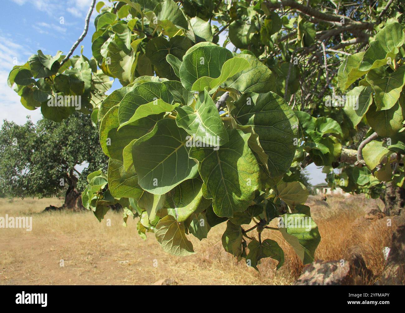 Large-leaved rock fig (Ficus abutilifolia Stock Photo - Alamy