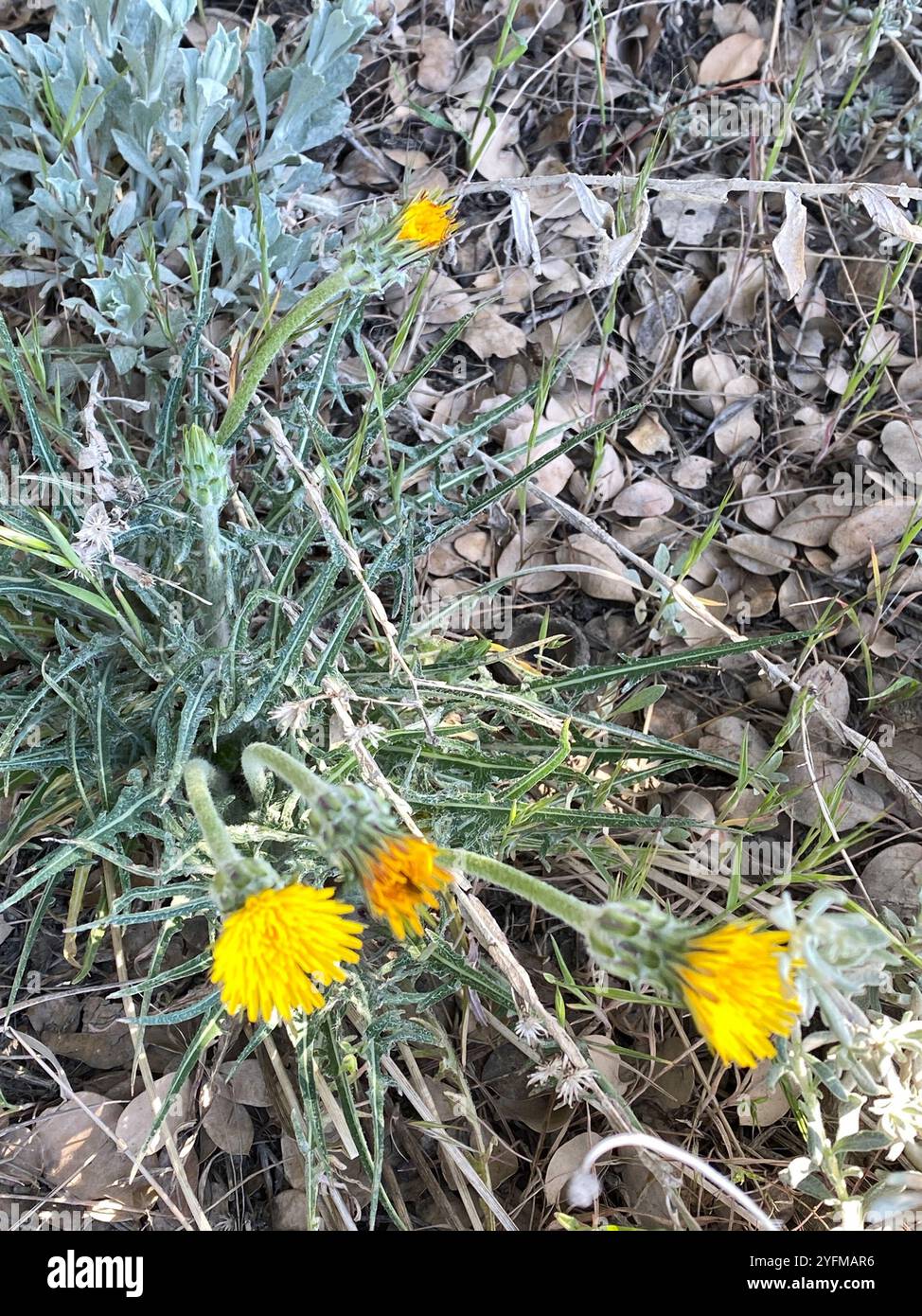 Spearleaf hi-res stock photography and images - Alamy