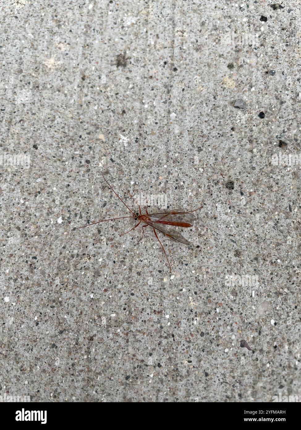Short-tailed Ichneumonid Wasps (Ophioninae Stock Photo - Alamy