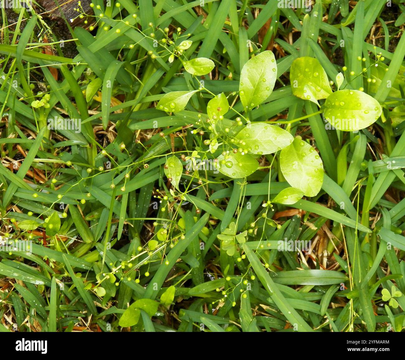 Jewels of Opar (Talinum paniculatum Stock Photo - Alamy