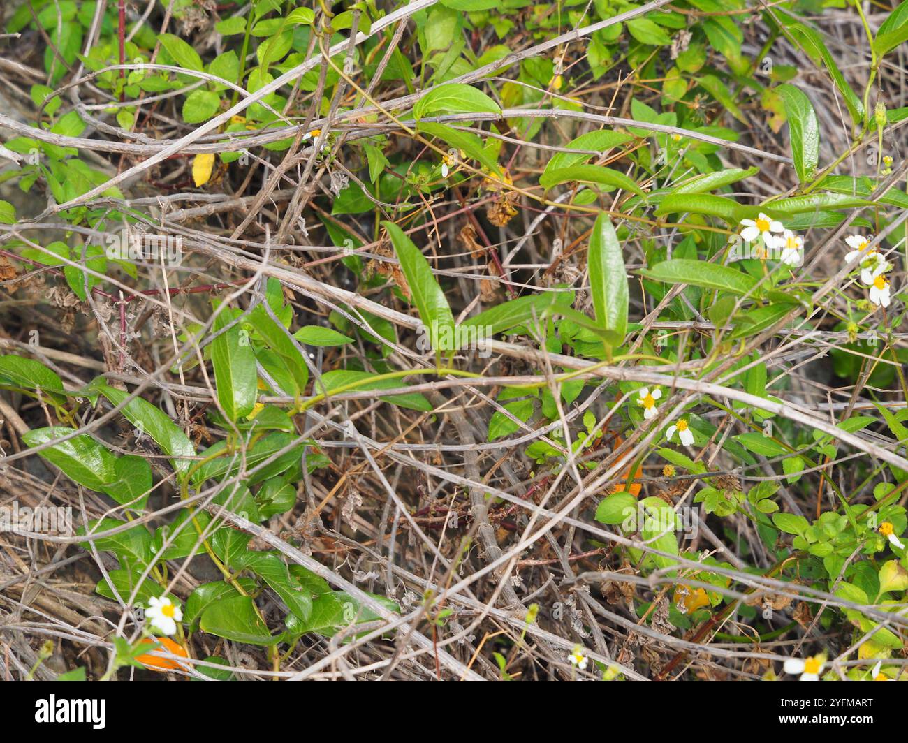 Skunk vine hi-res stock photography and images - Alamy