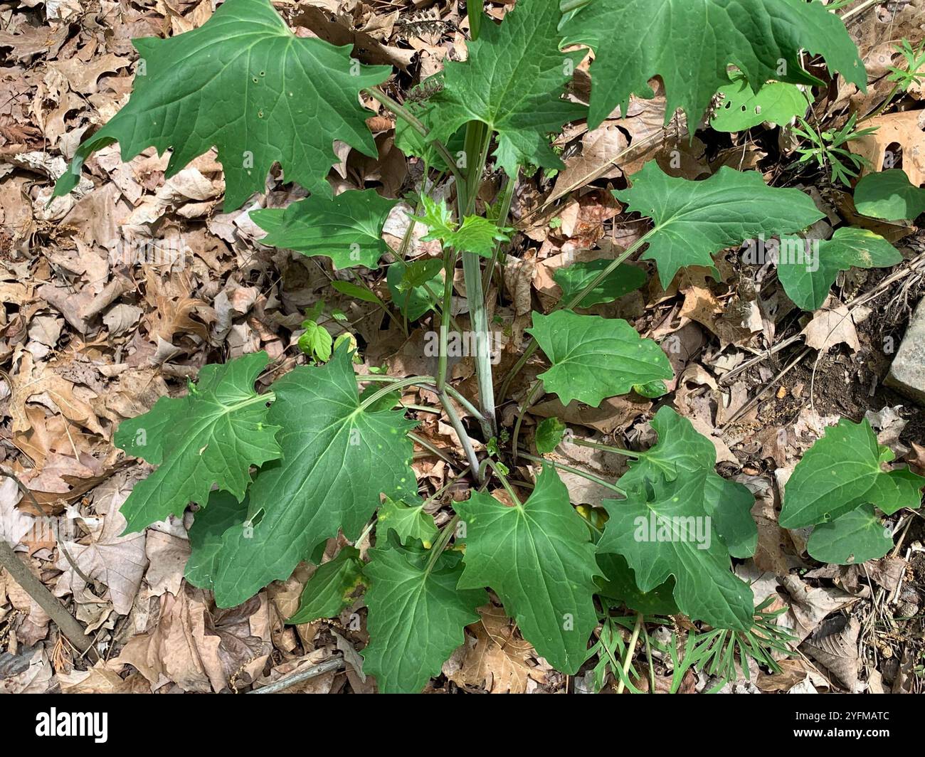 pale Indian plantain (Arnoglossum atriplicifolium Stock Photo - Alamy
