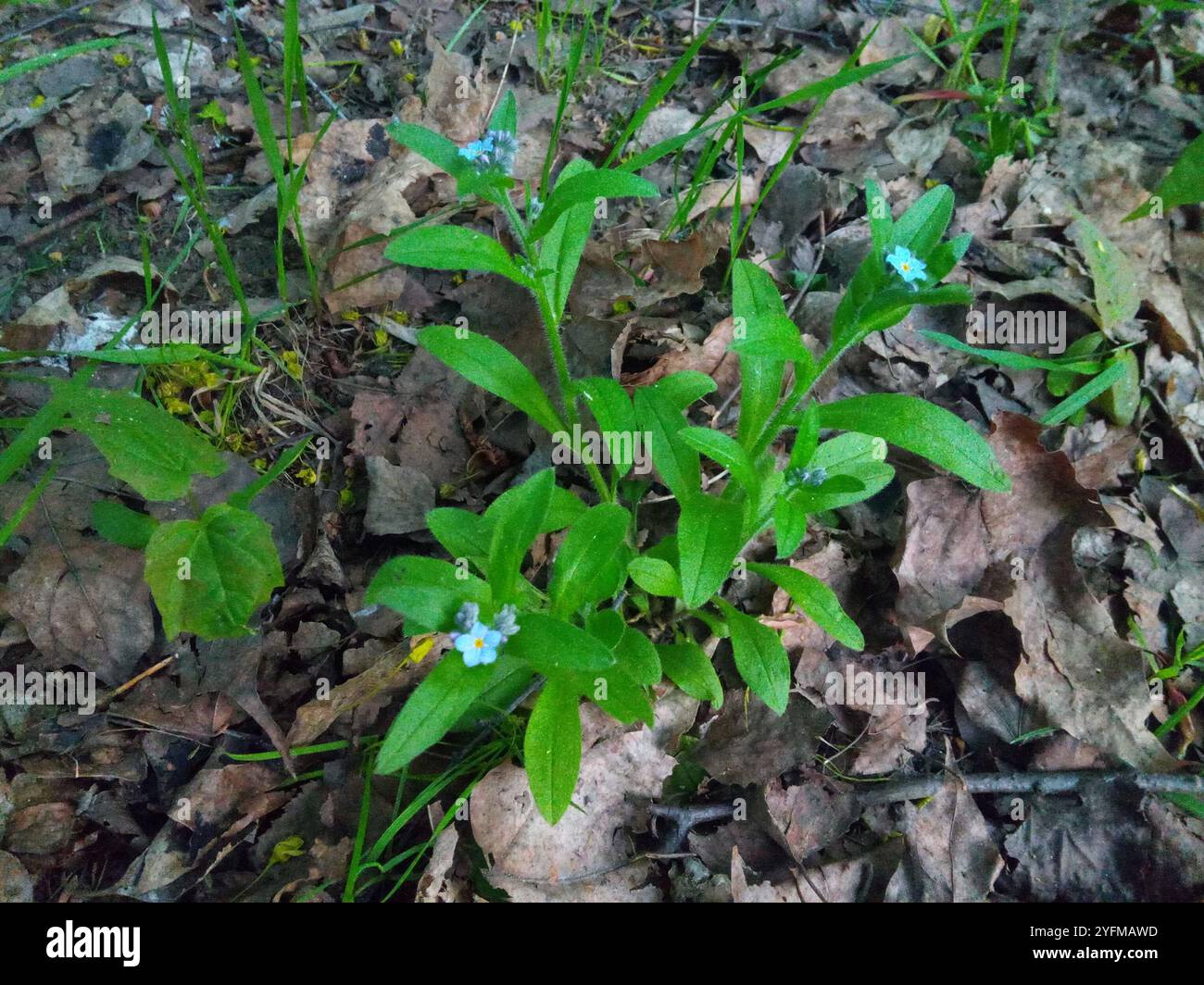 Wood Forget-me-not (Myosotis sylvatica Stock Photo - Alamy