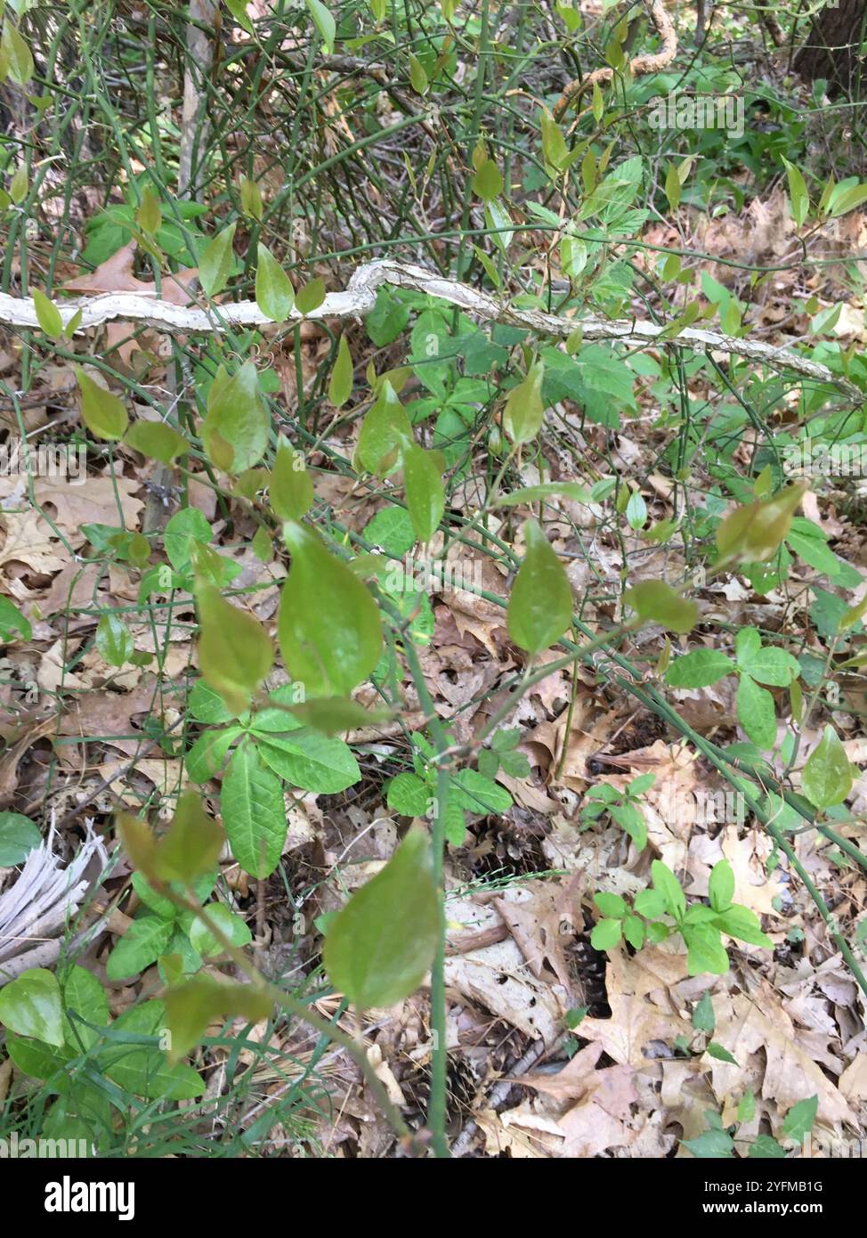 Smilax rotundifolia hi-res stock photography and images - Alamy