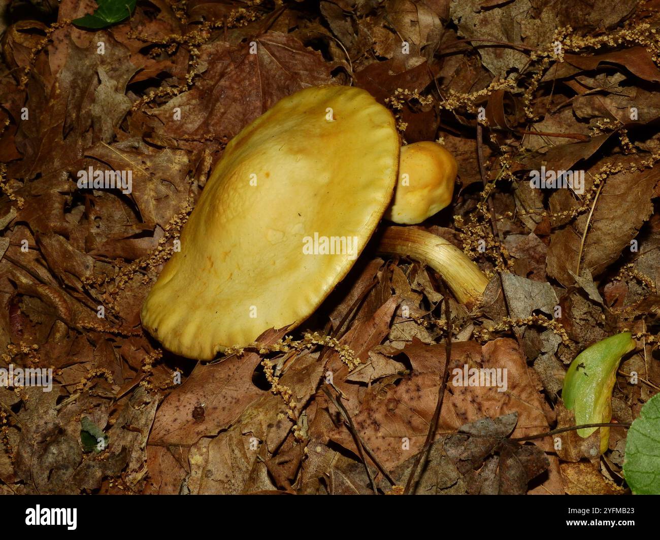 Spring fieldcap agrocybe praecox hi-res stock photography and images ...