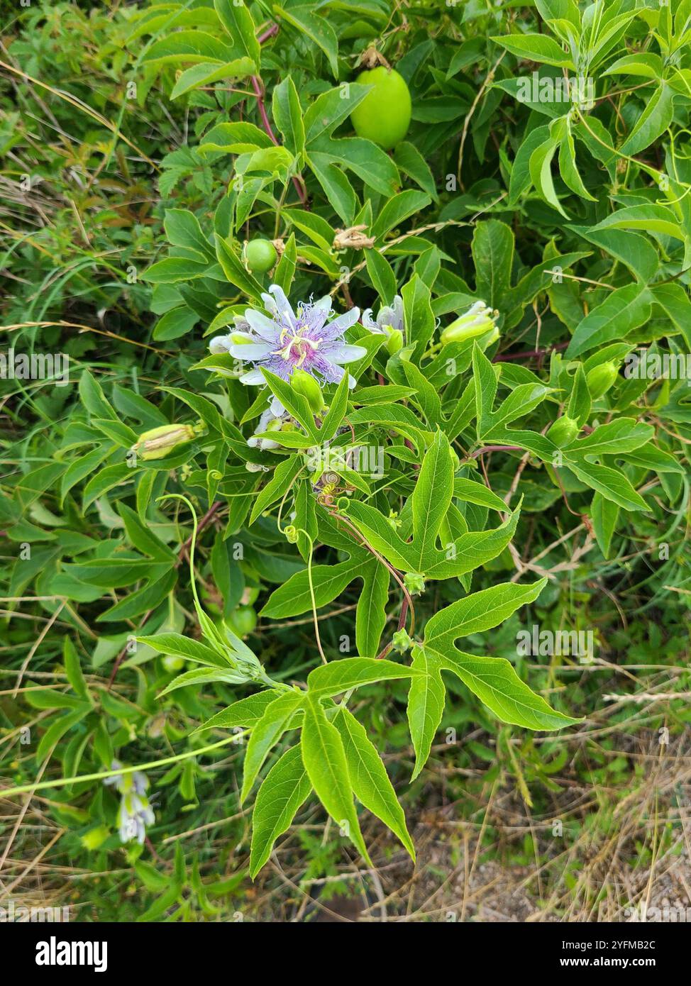 purple passionflower (Passiflora incarnata Stock Photo - Alamy