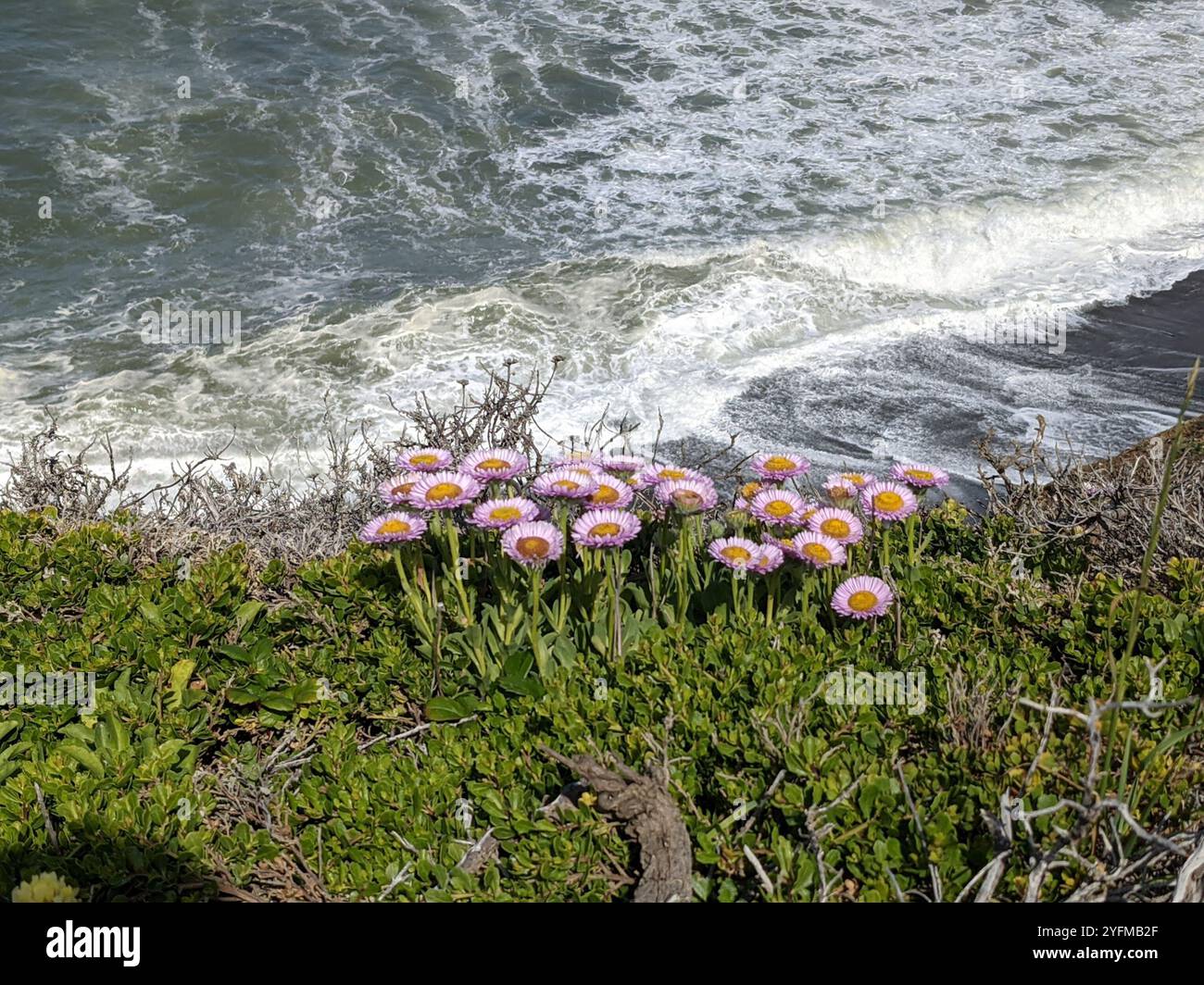 seaside daisy (Erigeron glaucus Stock Photo - Alamy
