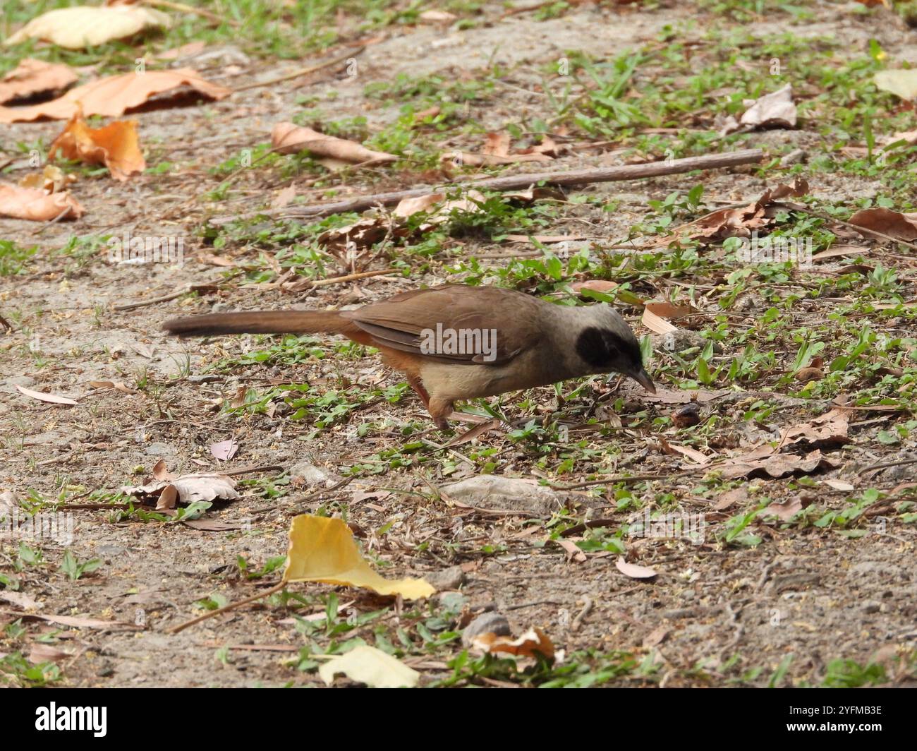 Pterorhinus perspicillatus hi-res stock photography and images - Alamy