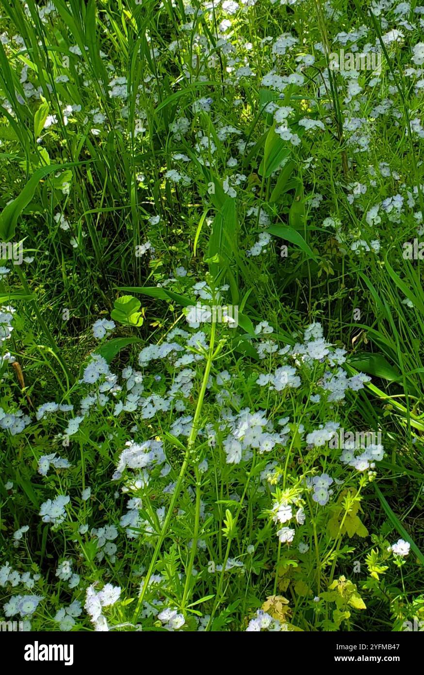 Miami Mist (Phacelia purshii Stock Photo - Alamy