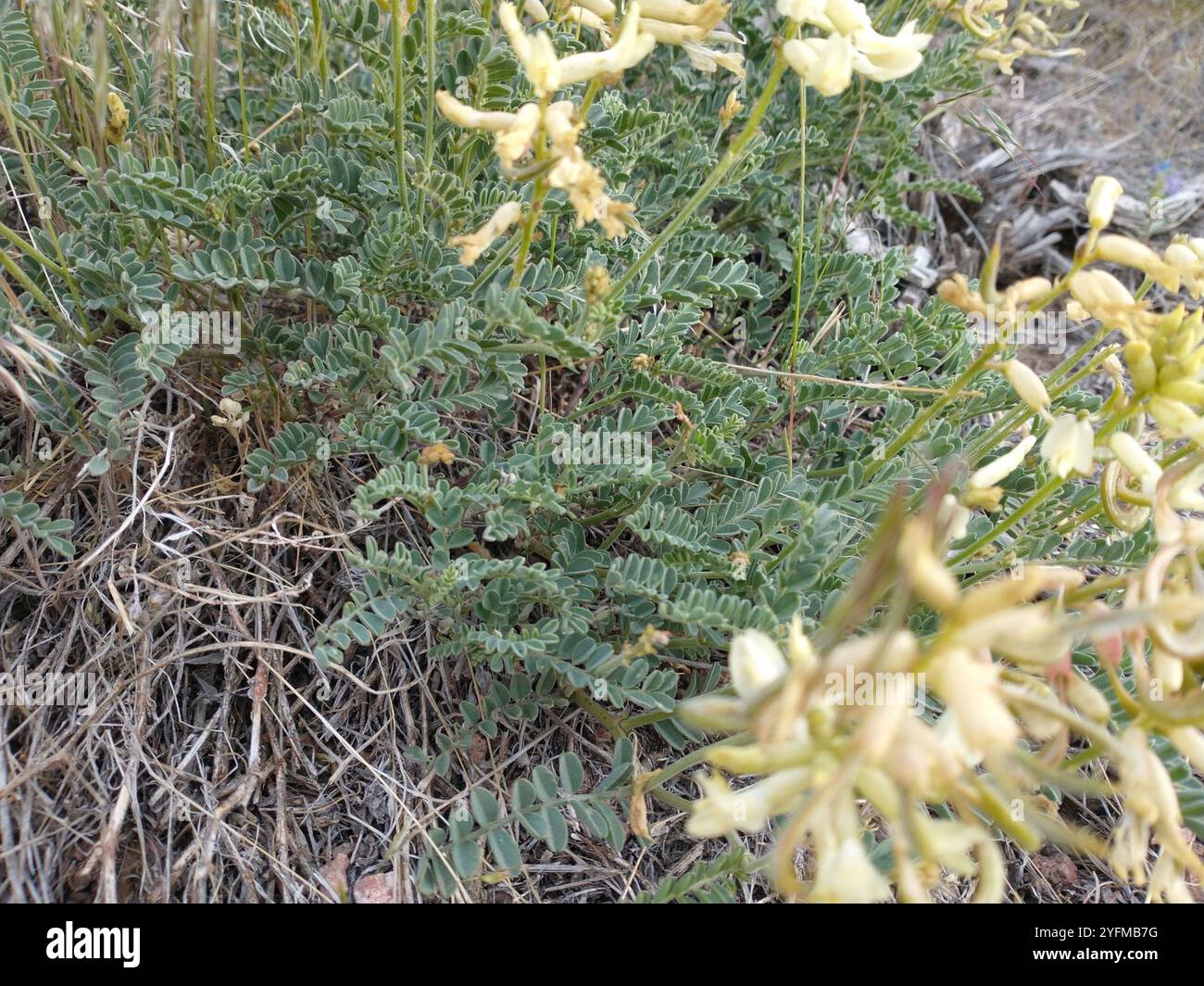 curvepod milkvetch (Astragalus curvicarpus Stock Photo - Alamy