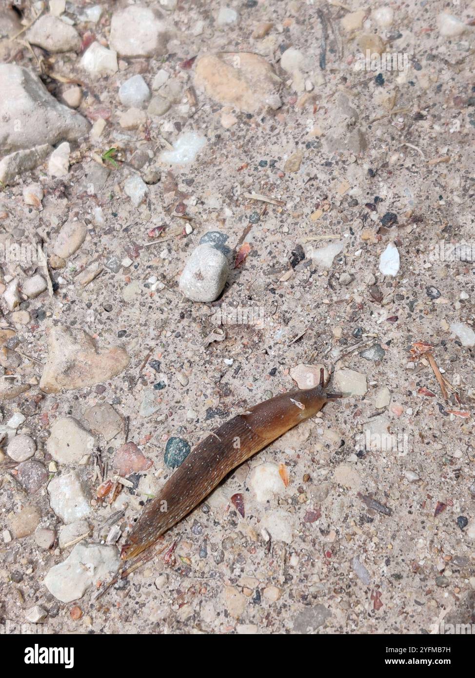 Northern Dusky Slug (Arion fuscus Stock Photo - Alamy