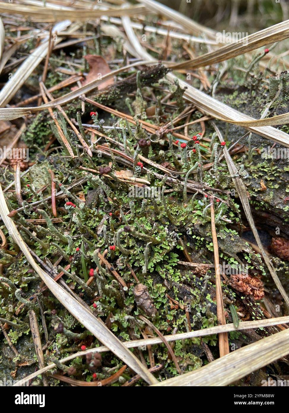 Gritty British soldiers lichen (Cladonia floerkeana Stock Photo - Alamy