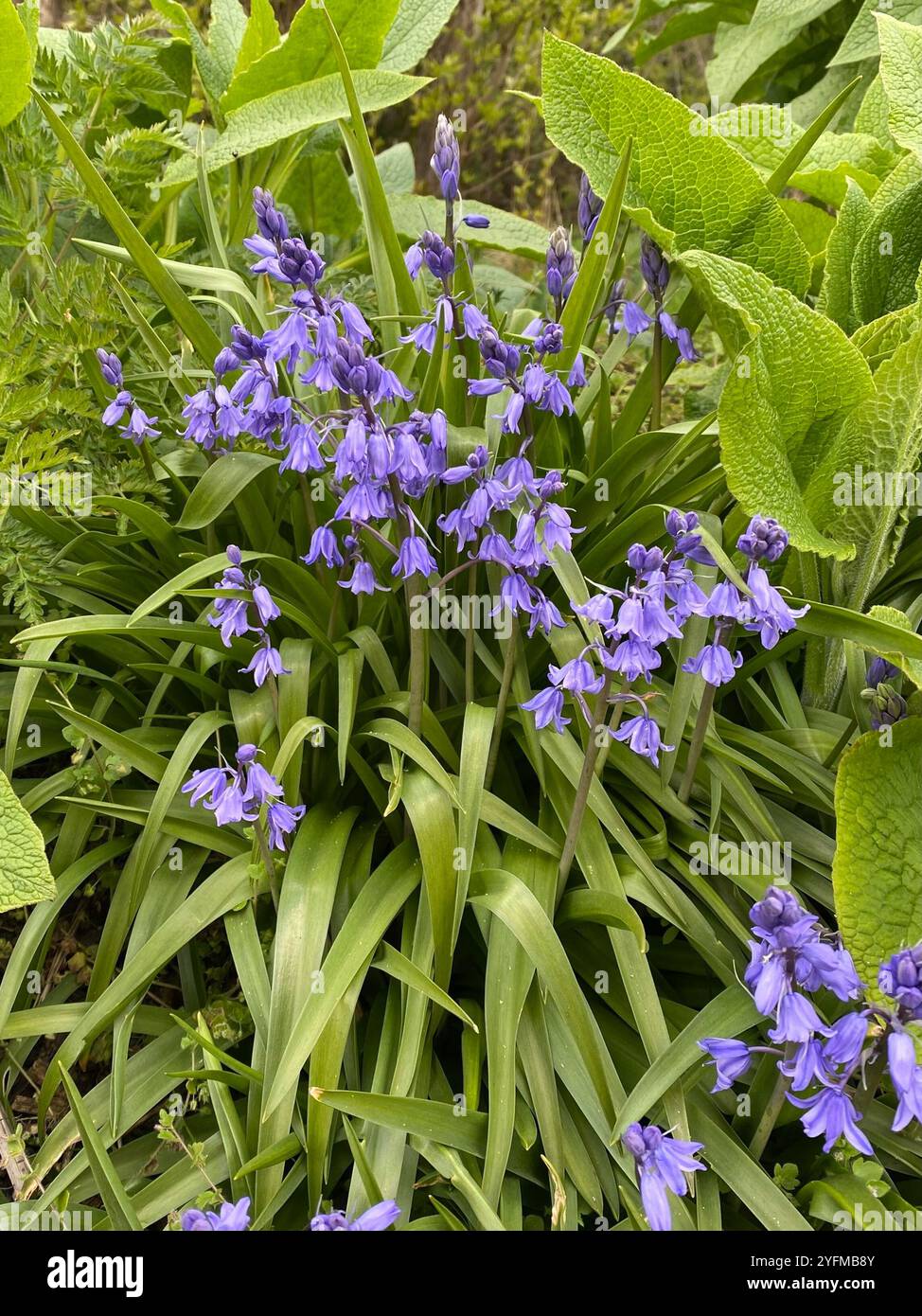Spanish Bluebell (Hyacinthoides hispanica Stock Photo - Alamy